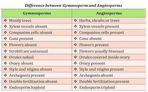 Angiosperm And Gymnosperm