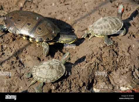 Nicaraguan Slider Trachemys Venusta Emolli Aka Trachemys Scripta Emolli With Two Red Eared