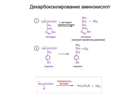 Катаболизм аминокислот - online presentation