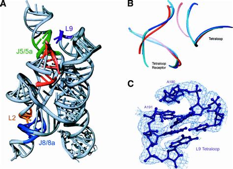 Two Tetraloop Tetraloop Receptor Tl Tlr Interactions On Opposite Ends Download Scientific
