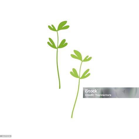 신선한 녹색 호로 파 잎 채식 건강 식품 흰색 바탕에 유기농 요리 향기로운 허브 벡터 일러스트 레이 션 호로파에 대한 스톡 벡터 아트 및 기타 이미지 Istock