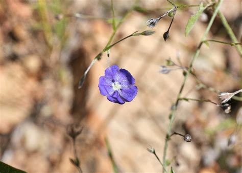 North Queensland Plants Convolvulaceae