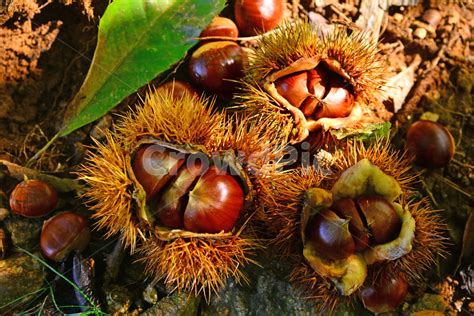 밤 밤송이 알밤 열매 견과류 사진 이미지 일러스트 캘리그라피 Space작가