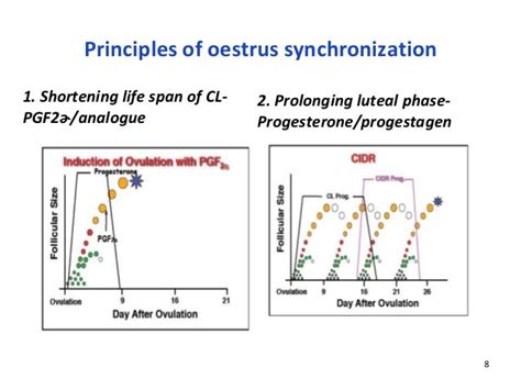 Conventional Method Of Oestrus Synchronization In Sheep
