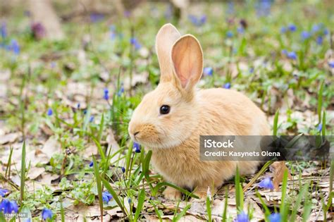 약간 무성 한 빨간 토끼 부활절 토끼와 푸른 봄 꽃의 글레이드 귀여운에 대한 스톡 사진 및 기타 이미지 귀여운 꽃 식물 낮 Istock
