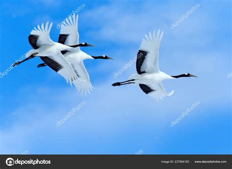Flying White Crane Bird
