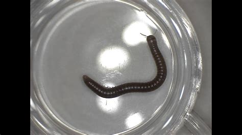 Centipede Under A Microscope