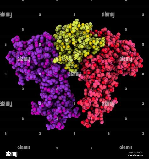 Erythropoietin Complexed With Receptor Computer Model Showing The Structure Of Human