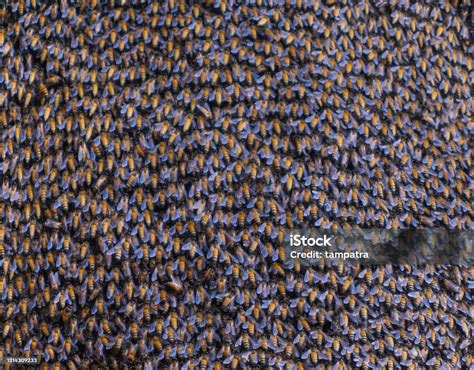 Lebah Madu Hidup Di Sarang Atau Sarang Lebah Jahitan Celahcelah Batu