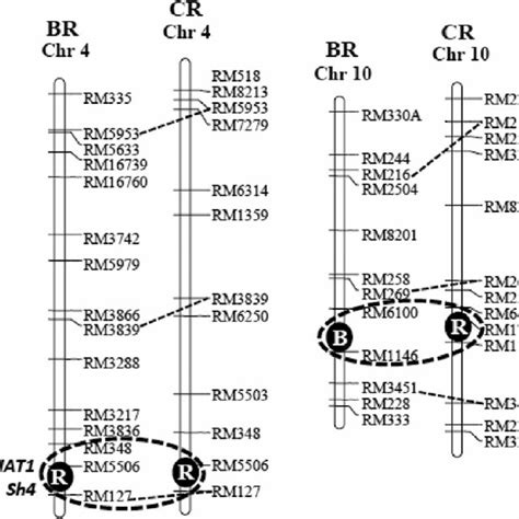Map Locations Of Consistent Seed Shattering Qtls Indicated By Dashed