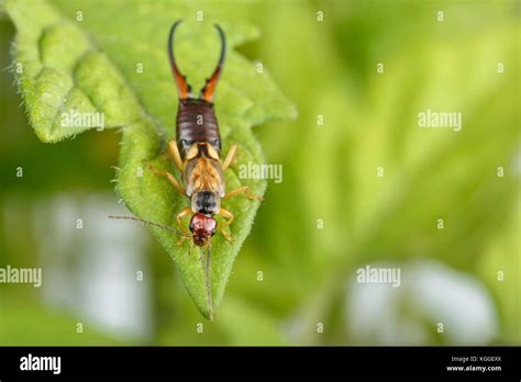 European Earwig On Tomato Plant Leaves Highly Detailed