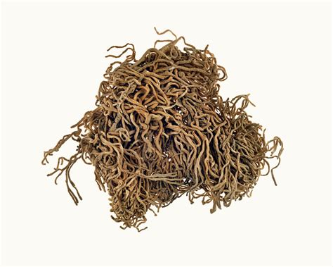 Sponge Tree Michael Reid