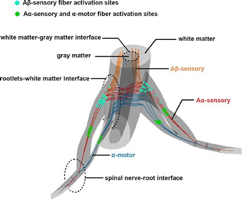 Explain Motor Nerve Fibers At Claudia Wade Blog