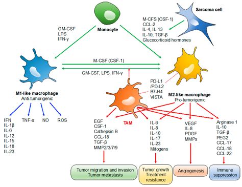 Cancers Free Full Text Role Of Tumor Associated Macrophages In Sarcomas