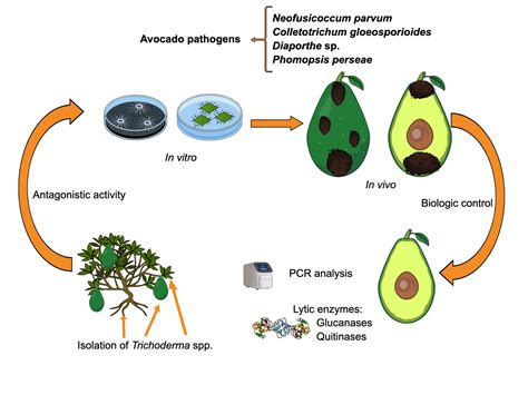 Isolation And Characterization Of Trichoderma Spp For Antagonistic Activity Against Avocado