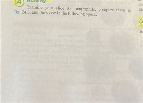 Solved Examine Your Slide For Neutrophils Compare Them To