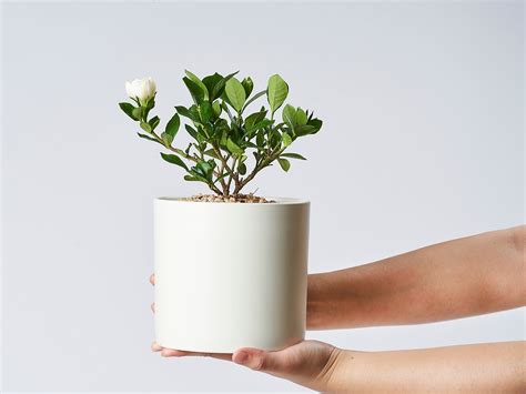 부부의 날 당신의 반려자에게 어울리는 반려식물 추천 숲과 나무에 대한 이야기 매거진