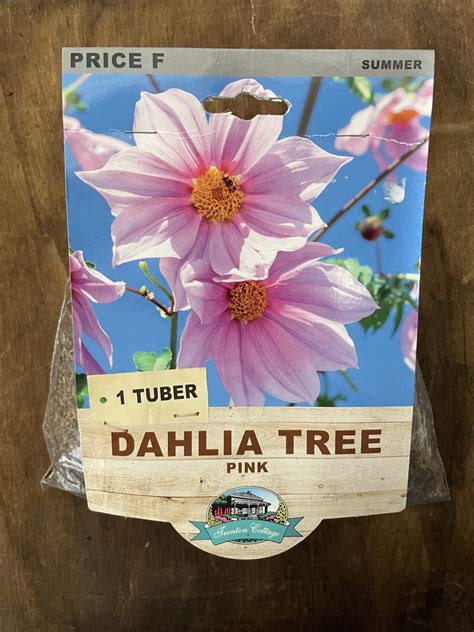 Tree Dahlia Pink Bulbs Guildford Garden Centre