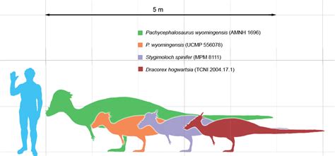 File Pachycephalosaurus Scale Png Wikimedia Commons
