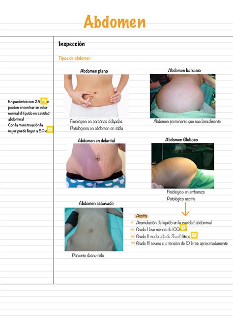 Qué Es El Abdomen Regiones Abdominales Paradigmia Ojkfvo
