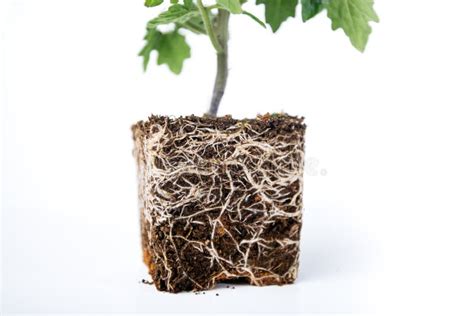 Seedlings Root System Stock Photo Image Of Garden Fresh 205469744