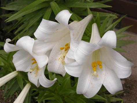 국립생물자원관 한반도의 생물다양성