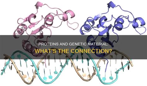 Proteins And Genetic Material Whats The Connection Medshun