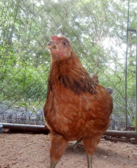 Did One Of My Pullets Get A Sex Change BackYard Chickens Learn How To Raise Chickens