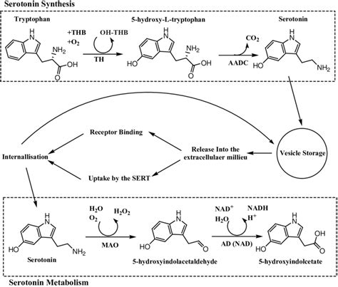 Serotonin Synthesis And Metabolism Download Scientific Diagram
