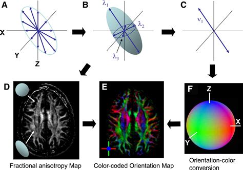 Principles Of Diffusion Tensor Imaging And Its Applications To Basic