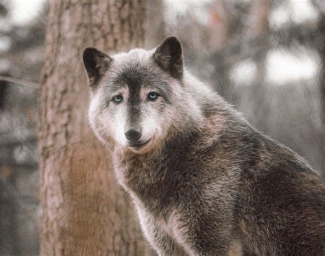 Happy Grey Wolf