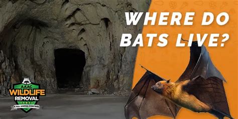 Where Do Bats Live Aaac Wildlife Removal Of Dayton