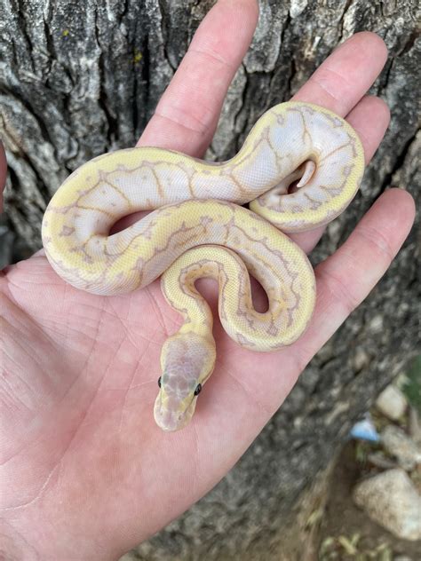 Ball Or Nothing Pythons Ball Python Things Ball Pythons Morphmarket Reptile Community