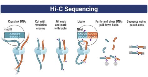 Hi C Sequencing Principle Steps Process Uses