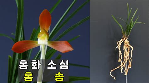 제36편 홍송[판매완료] [난초 좋은난 건강한난 화소정 힐링 취미 한국춘란 춘란판매 난초배양 난초물주기 난병해 무료 나눔 신지식인 튼튼한난 명명품 춘란 난분갈이 도시농업