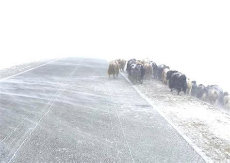 Цасны зузаан ба замын нөхцөл байдал