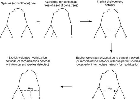 Building Explicit Weighted Consensus Phylogenetic Networks The Download Scientific Diagram
