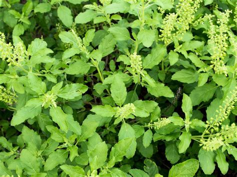 Bazylia Jak Leczniczo Działa Na Zdrowie I Trawienie