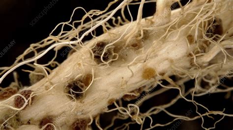 Plant Root Nodules Stock Video Clip K012 3835 Science Photo Library