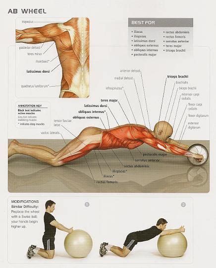 37 Ab Exercise Roller Wheel Women Extremeabsworkout