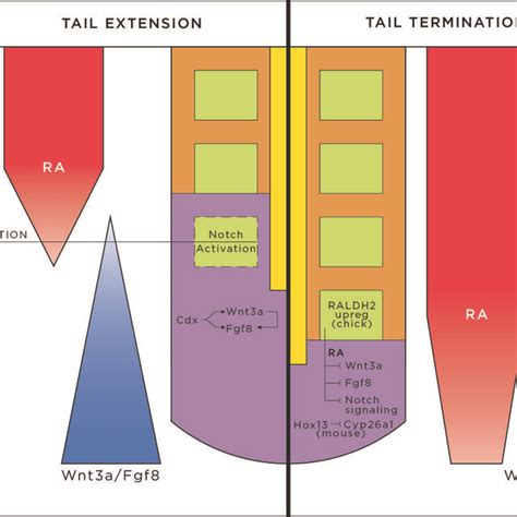 Tail Extension And Axial Termination Signaling Schematic During Tail