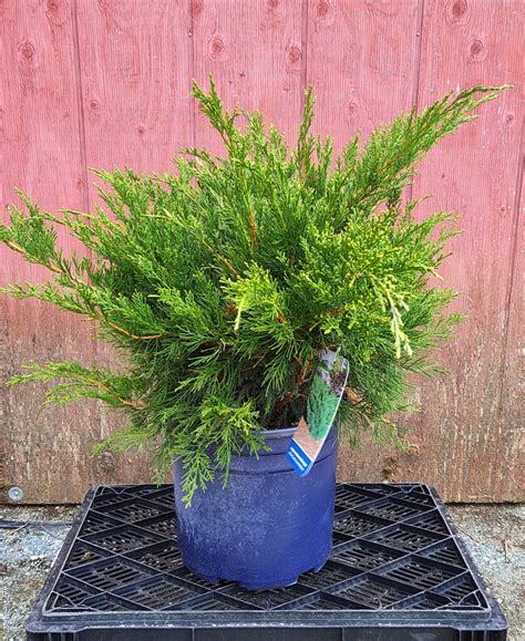 3 “mint Julep” Juniper Chinensis Spencers Garden Centre