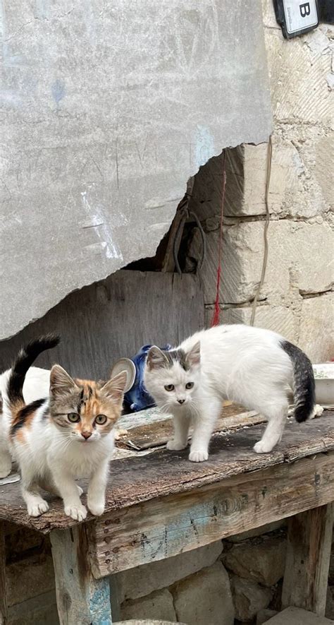 Отдам в хорошие руки