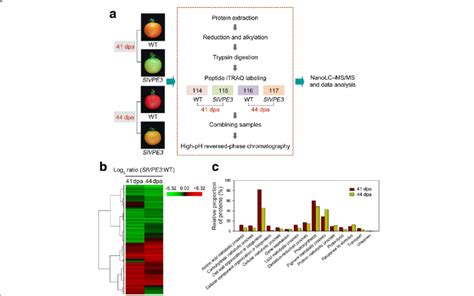 Quantitative Proteome Analysis Reveals The Potential Targets Of Slvpe3 Download Scientific