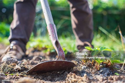 수공구로 정원에서 땅을 경작하는 농부 토양 풀림 원예 개념 농장에서의 농업 작업 가루로 빻은에 대한 스톡 사진 및 기타 이미지 가루로 빻은 개념 계절 Istock
