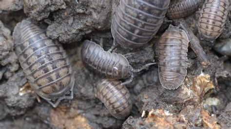 Are Pill Bugs Rollie Pollies Good Or Bad For Gardens [discover The Truth] Planted Shack