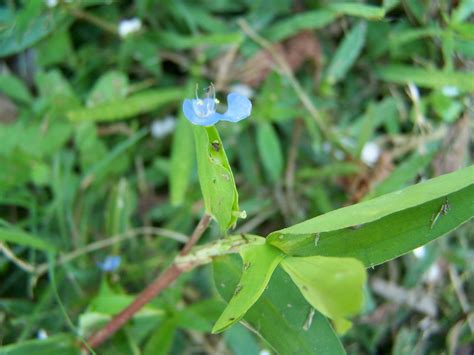 Spreading Dayflower College Of Agriculture Forestry And Life