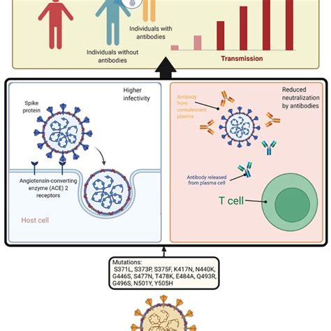 Mutations Of Spike Protein Amino Acids Of Omicron Variant Of Sars Cov 2