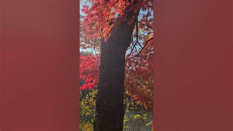 빨깋게 물들어가요 Youtube