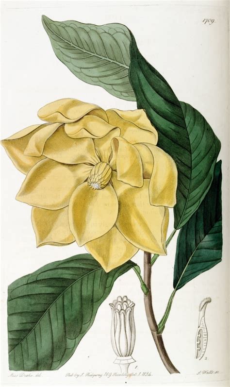 ឈ្មោះខ្មែរ ៖ មន្ទារបុស្ប ជីវៈចម្រុះនៃប្រទេសកម្ពុជា